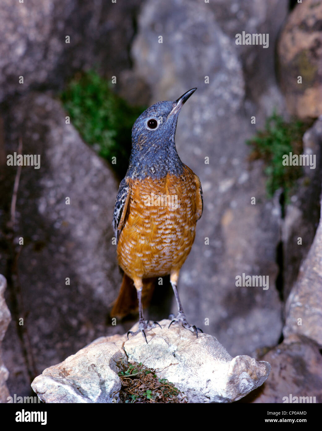 mountain rock thrush (Monticola saxatilis), sitting on a rock, Germany ...