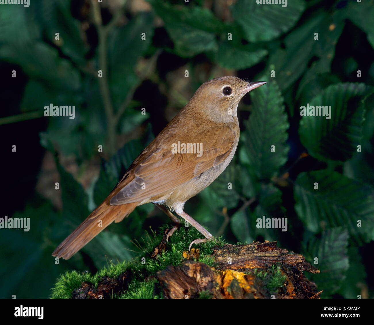 Nightingale sitting on tree hi-res stock photography and images - Alamy