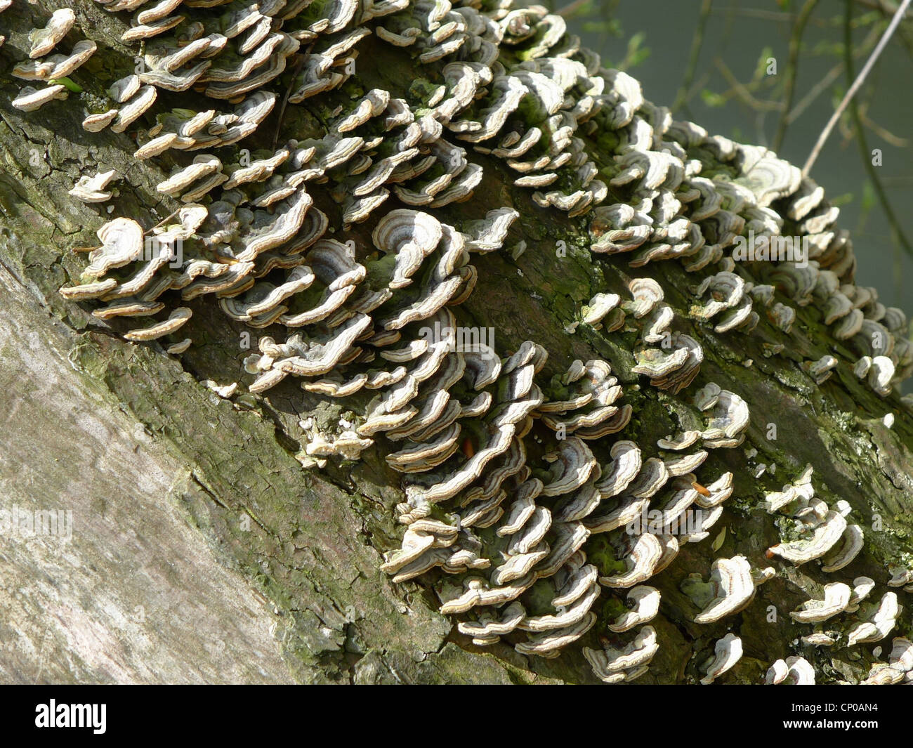 Funghi colonising a tree in Spring Stock Photo - Alamy