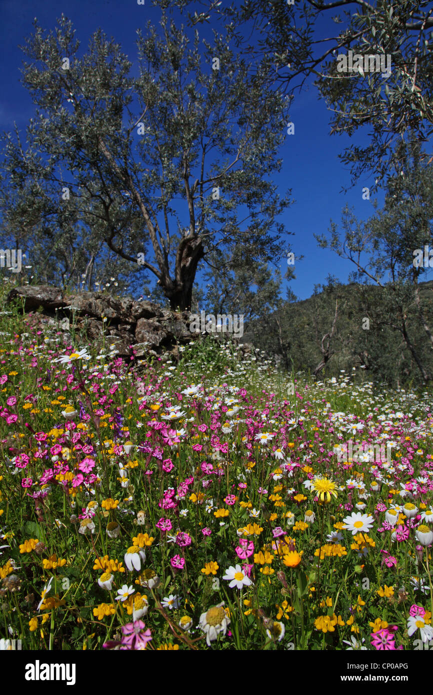 Dwarf Pink Star, Cloven-Petalled Campion (Silene colorata), flower ...