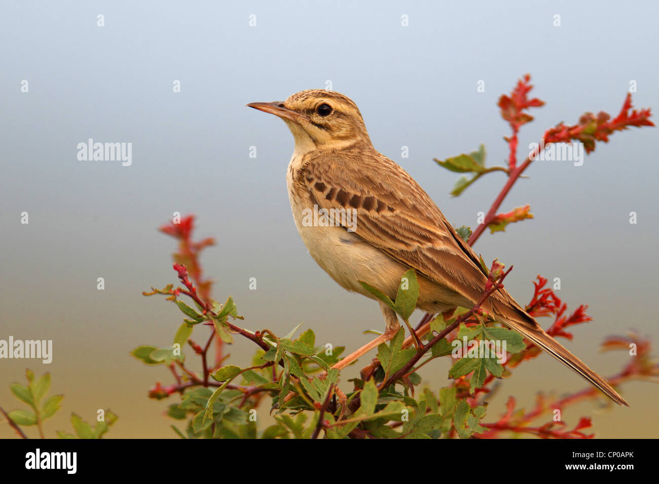 tawny pitpit (Anthus campestris), male sitting on a bush, Bulgaria ...