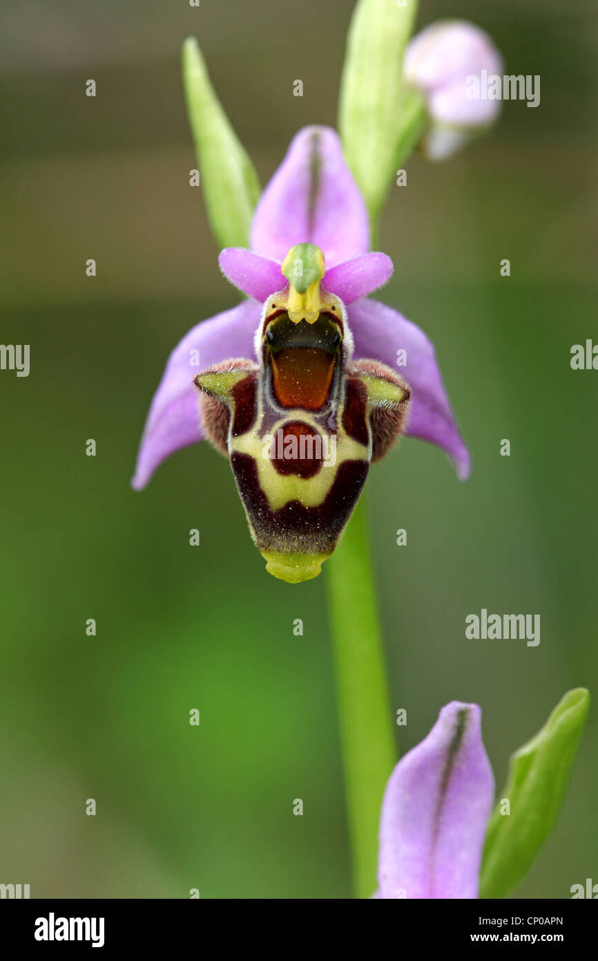 Oestrifera hi-res stock photography and images - Alamy