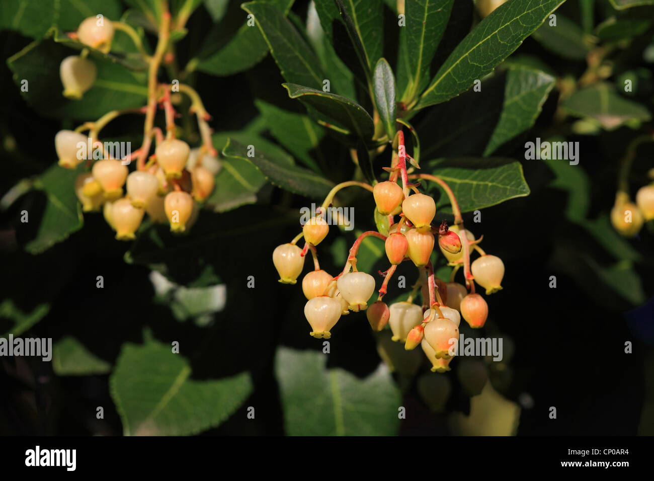 Strawberry tree hi-res stock photography and images - Alamy