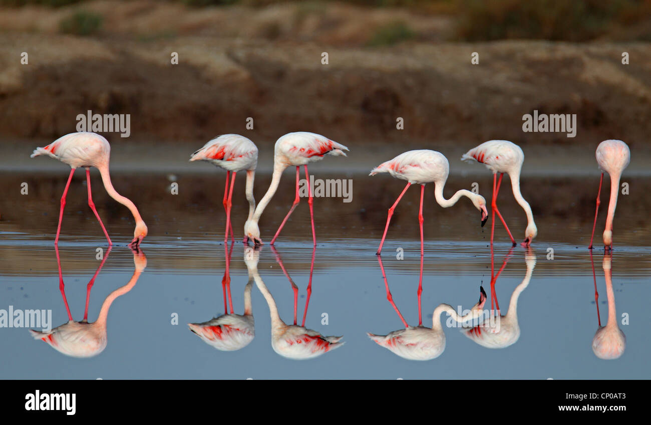 greater flamingo (Phoenicopterus roseus, Phoenicopterus ruber roseus ...