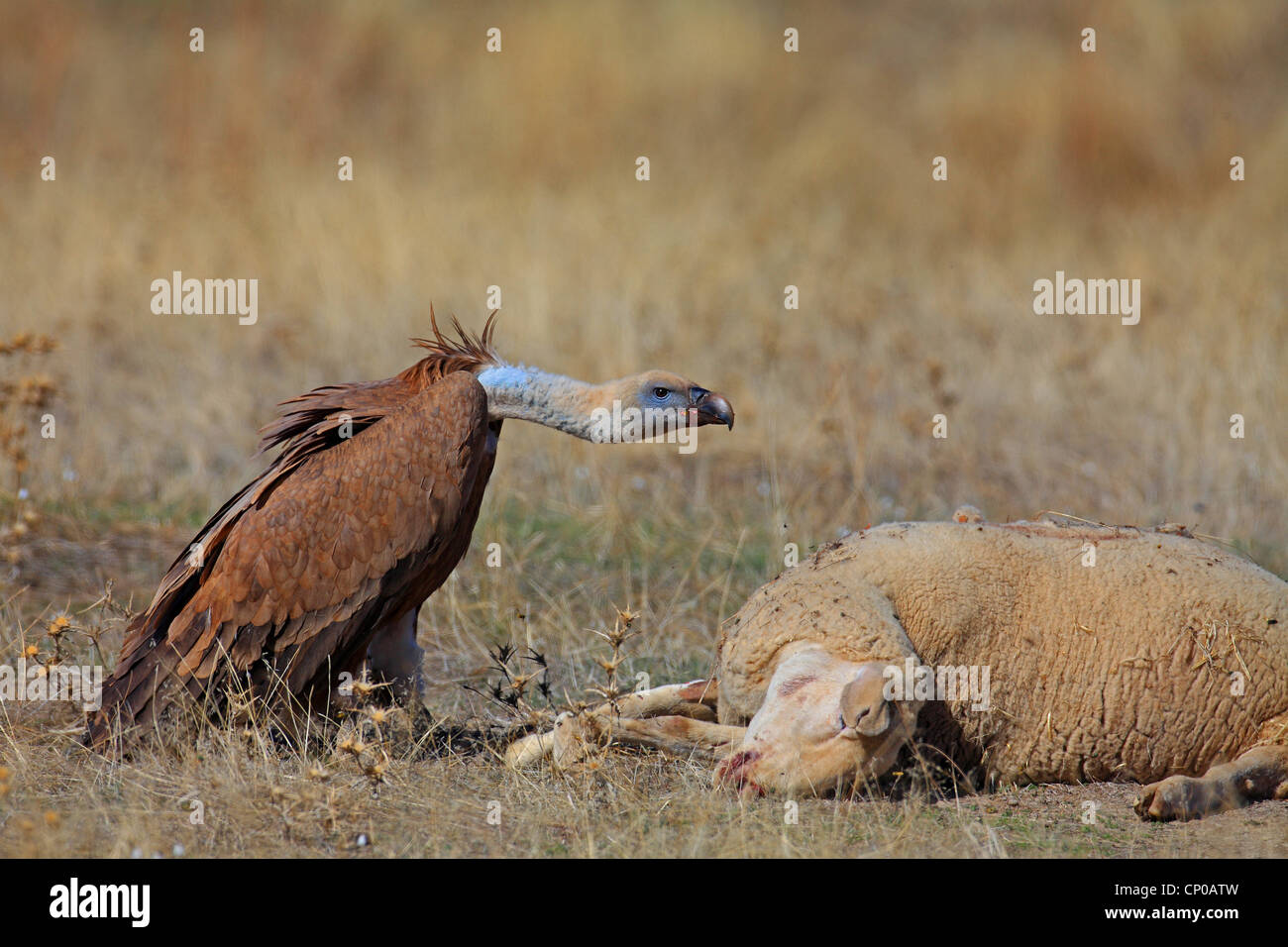 Dead sheep hi-res stock photography and images - Alamy