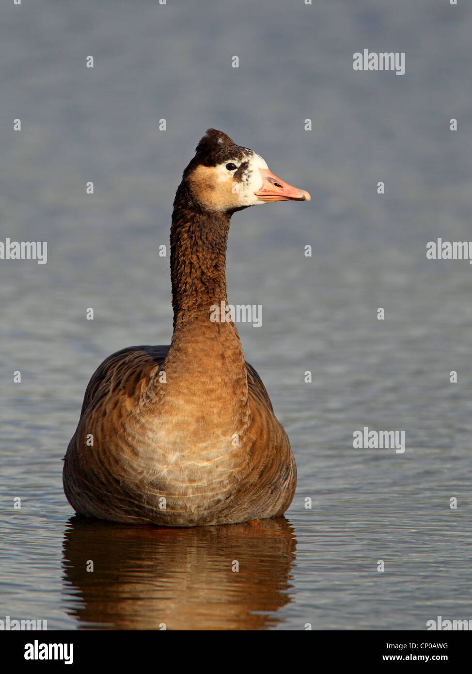 hybrid between Canada goose and greylag goose, Netherlands, Frisia ...
