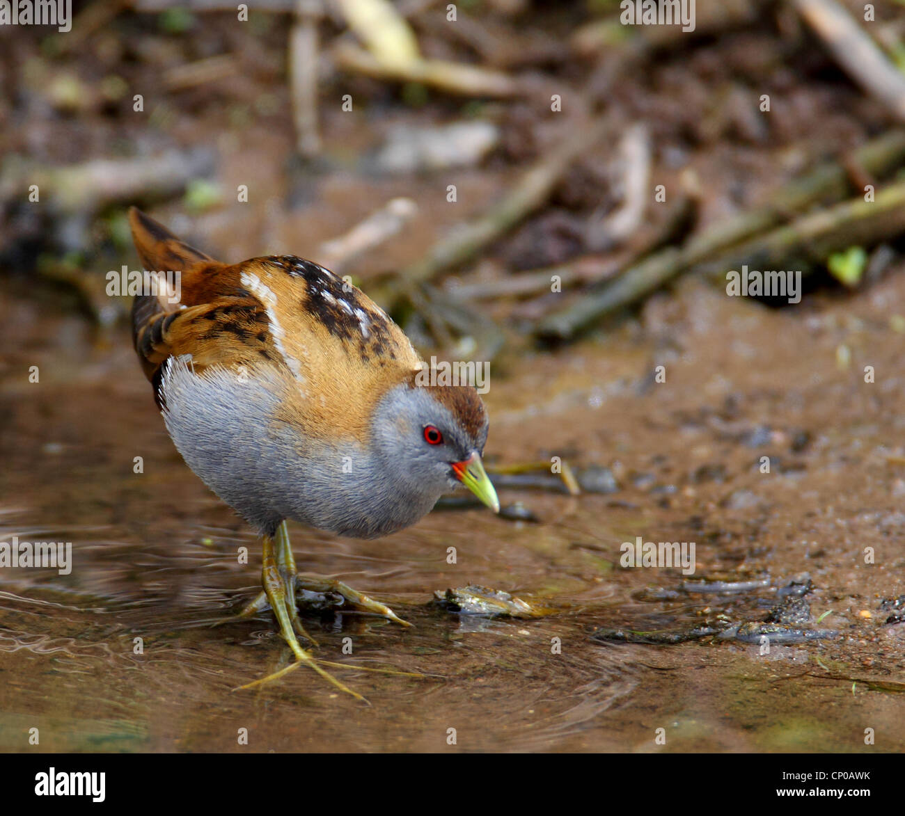 Little crake porzana parva hi-res stock photography and images - Alamy