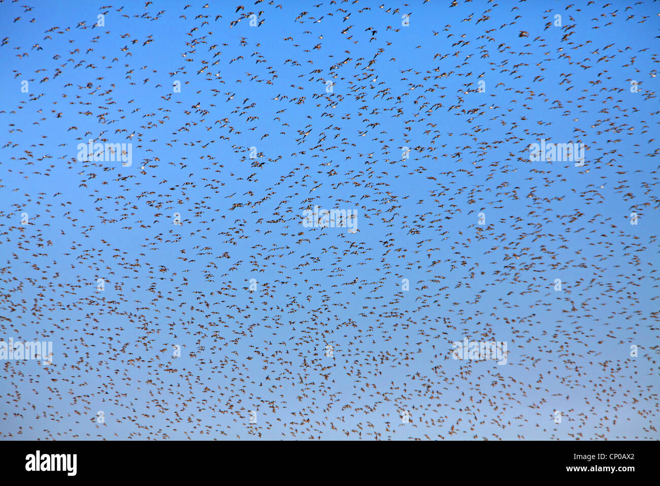 Flock Golden Plover Pluvialis Apricaria High Resolution Stock ...