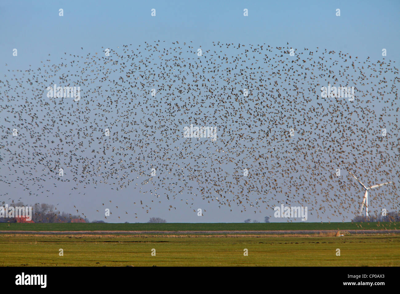 Large flock birds golden plovers hi-res stock photography and images ...