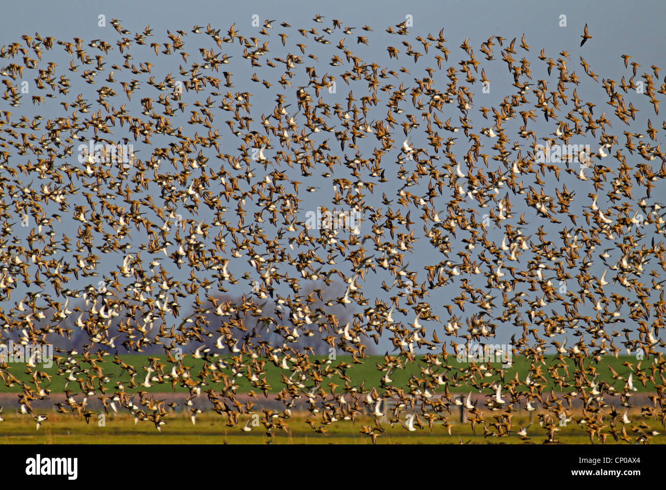 Golden plover golden plovers flock pluvialis apricaria hi-res stock ...
