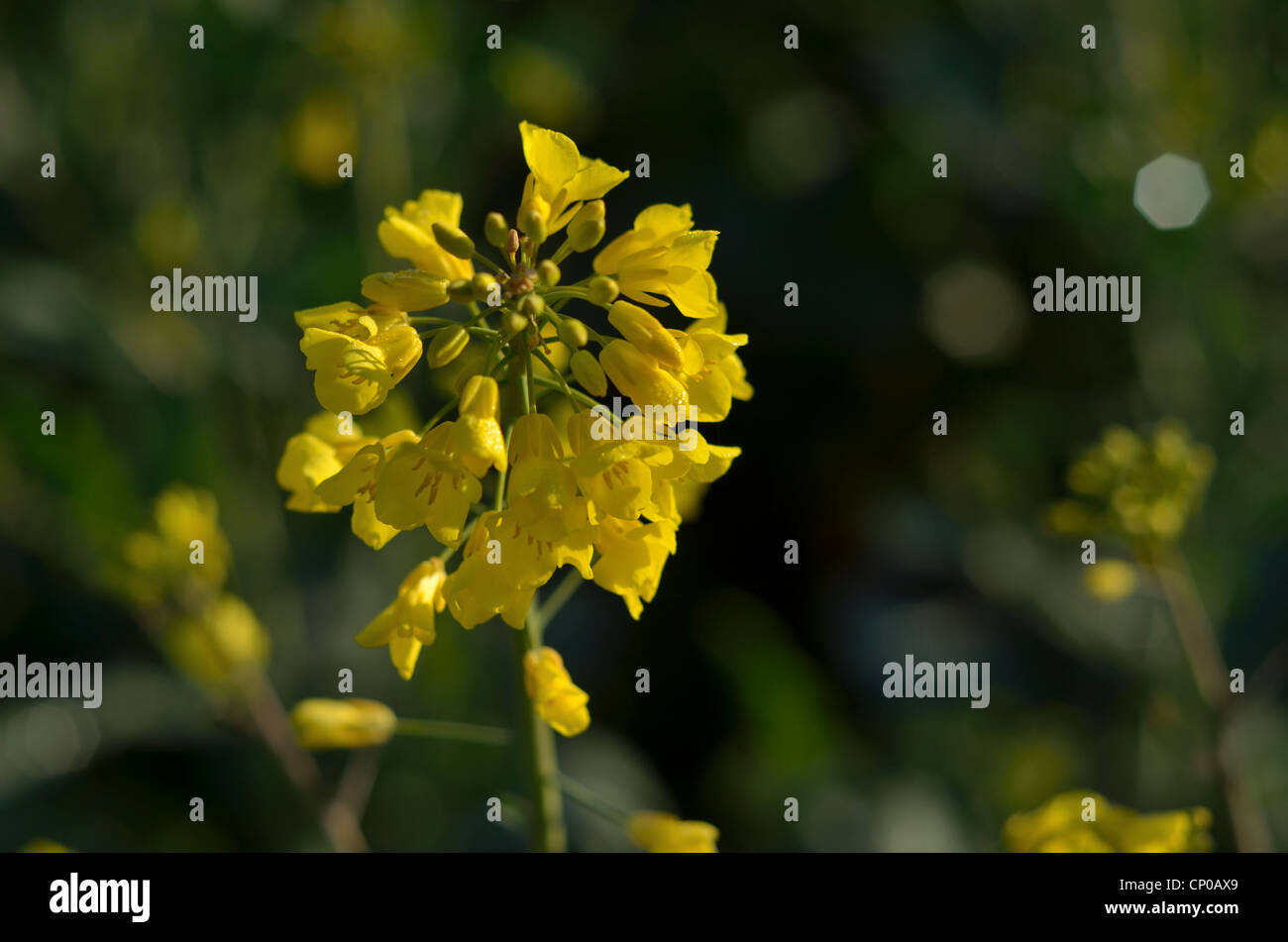 Rapeseed plants hi-res stock photography and images - Alamy