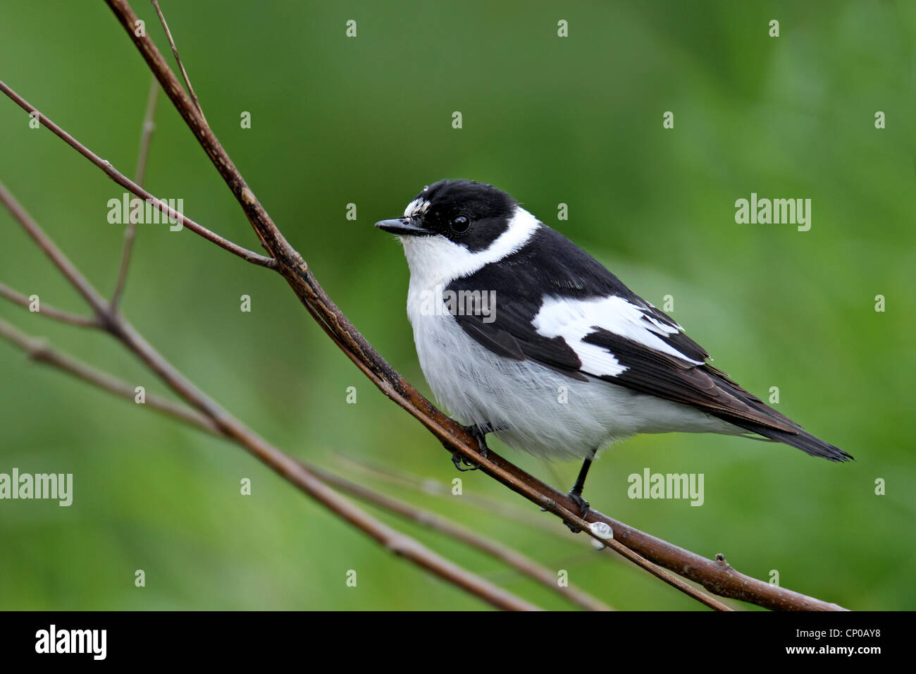 collared flycatcher (Ficedula albicollis), male sitting on a branch ...