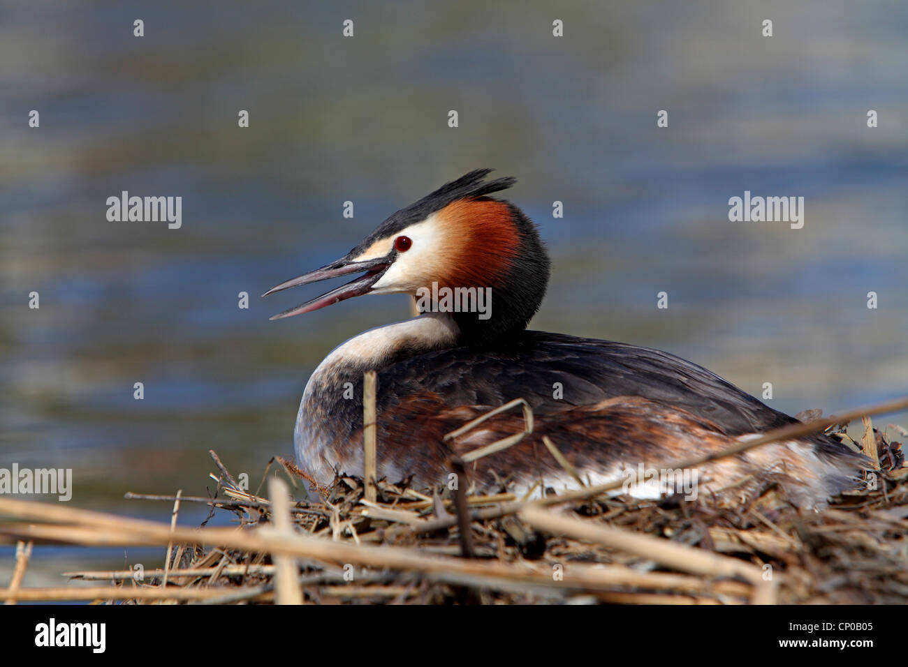 great crested grebe (Podiceps cristatus), in the nest, calling ...