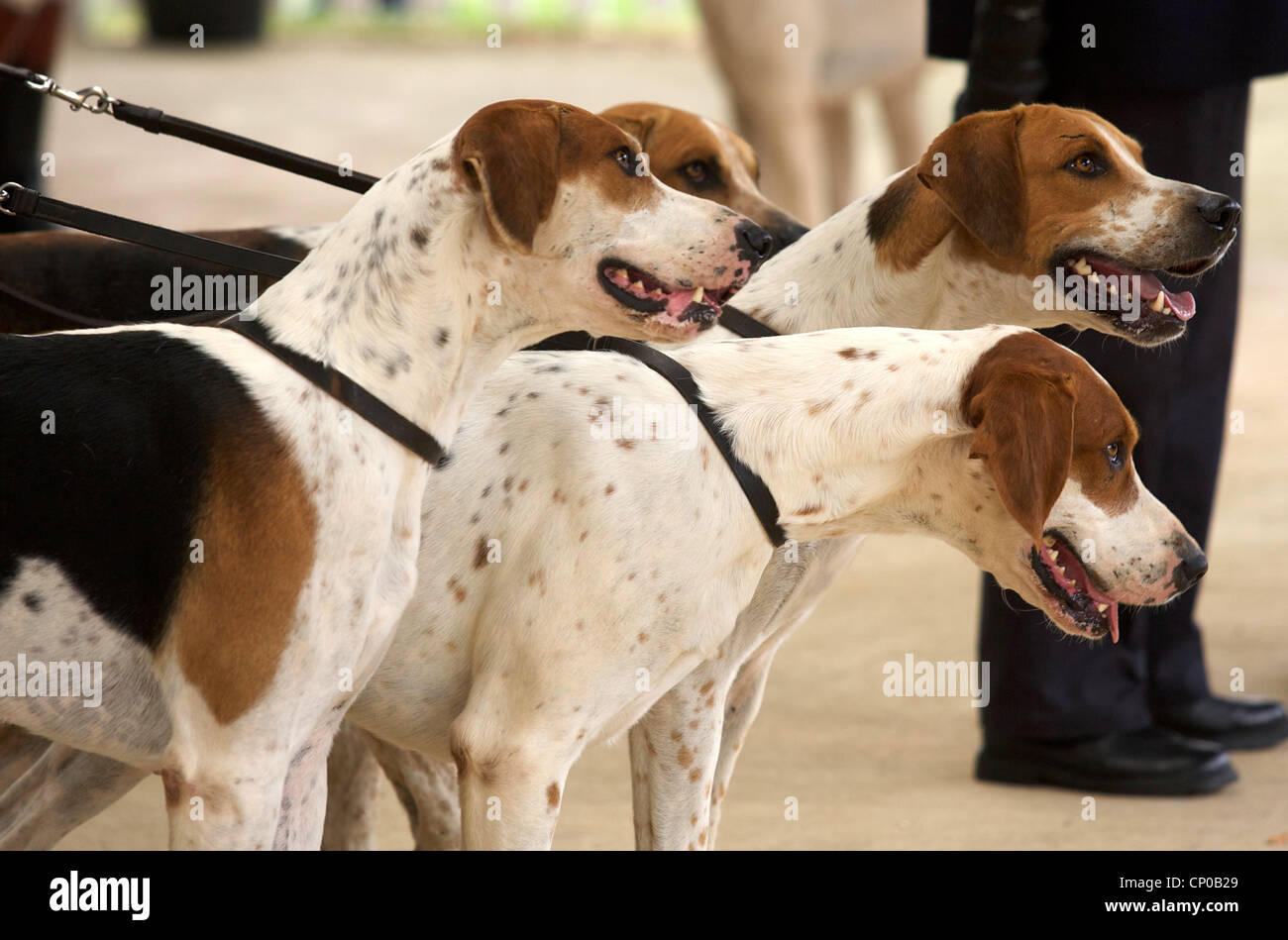 Foxhounds at a show Stock Photo - Alamy