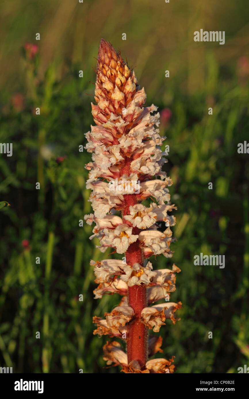 common broomrape (Orobanche minor), inflorescence, Greece, Lesbos Stock ...