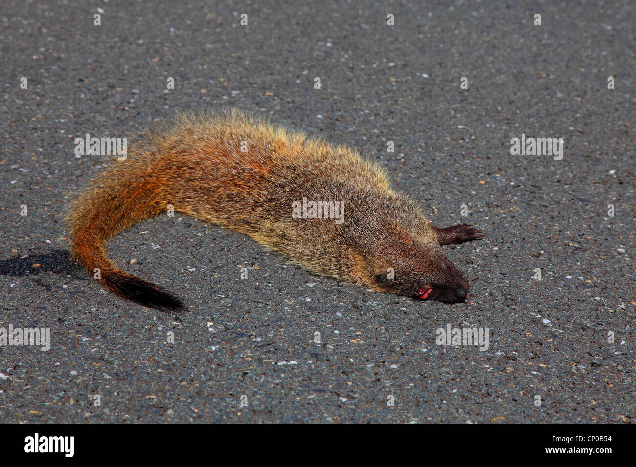 Egyptian mongoose (Herpestes ichneumon), roadkill of a mongoose, Spain ...