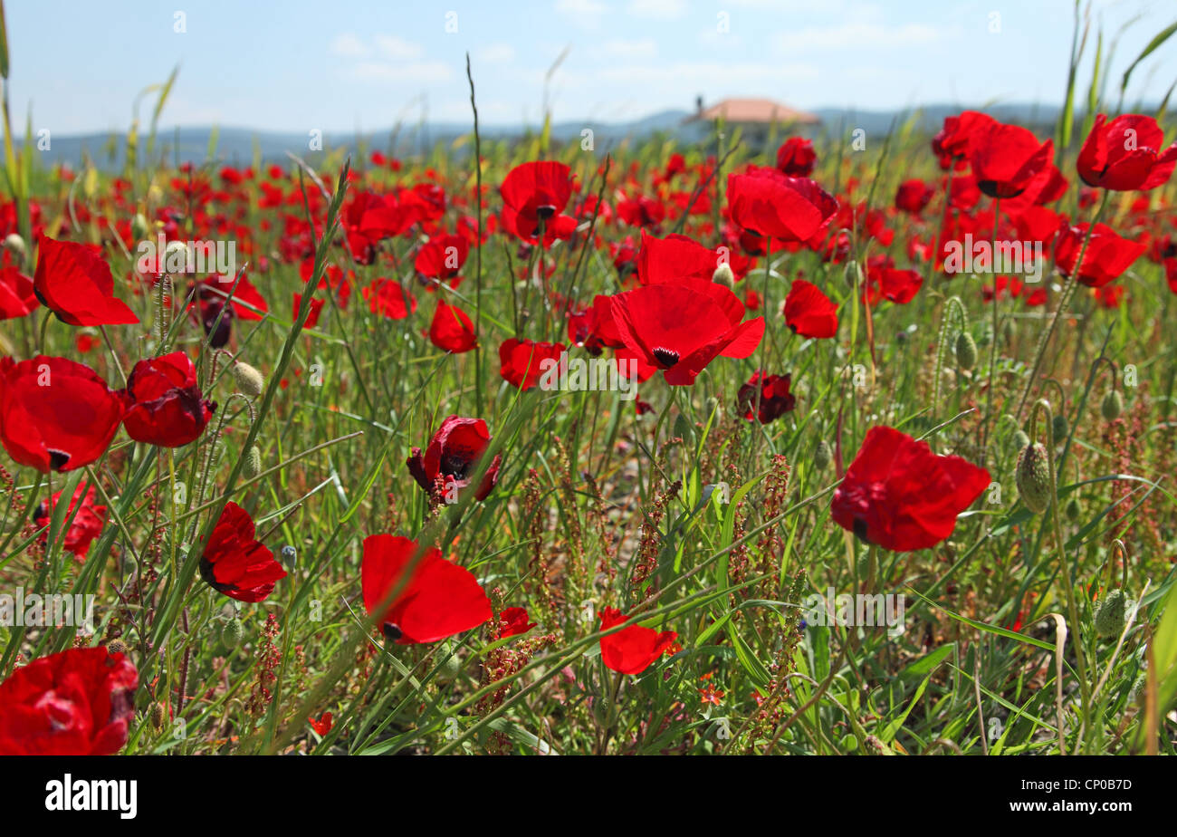 Greek poppy field greece hi-res stock photography and images - Alamy