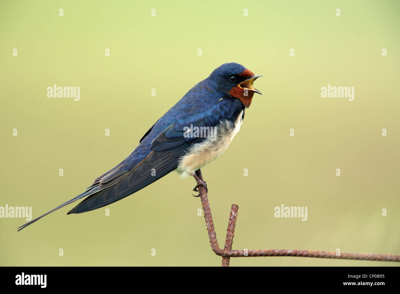 Hirundo rustica branch hi-res stock photography and images - Alamy