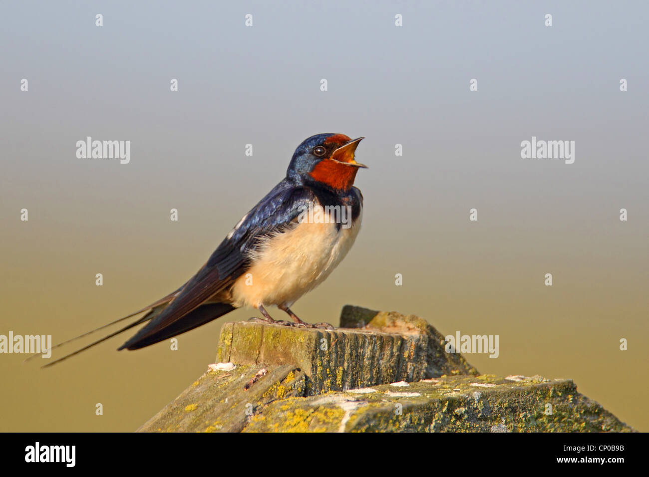 barn swallow (Hirundo rustica), sitting on a fence singing, Netherlands ...