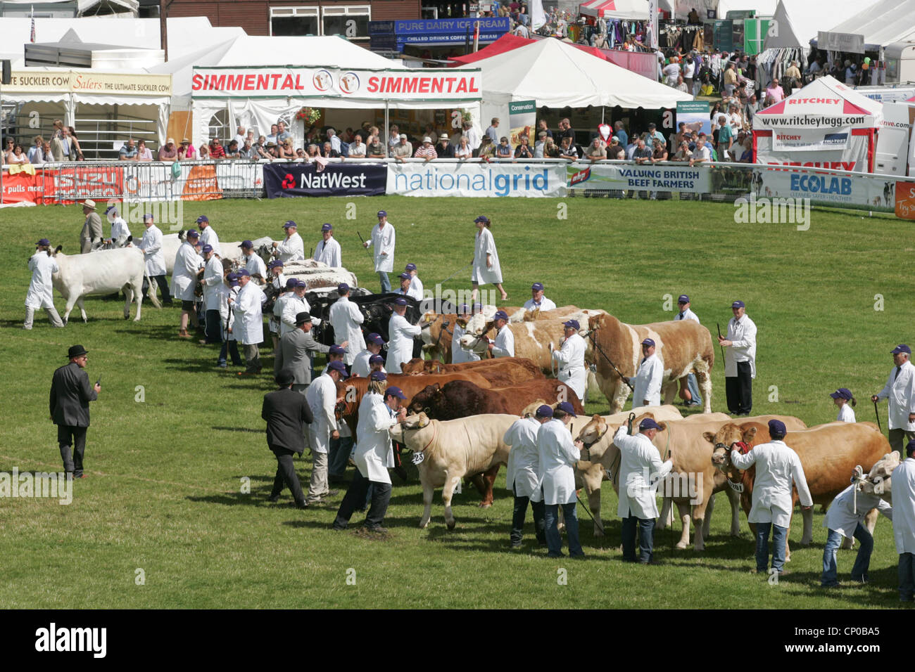 Cattle being shown at the Royal Welsh Show Stock Photo - Alamy
