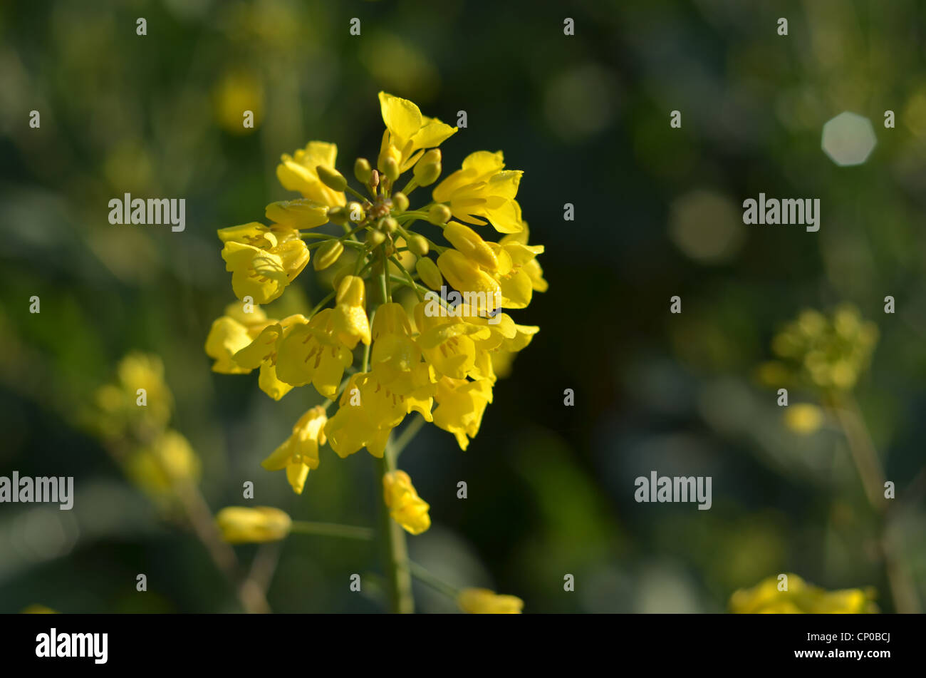 Rapeseed plants hi-res stock photography and images - Alamy