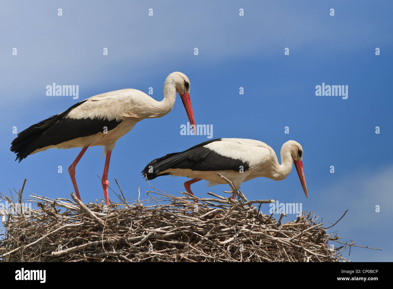 The white storks of alsace hi-res stock photography and images - Alamy