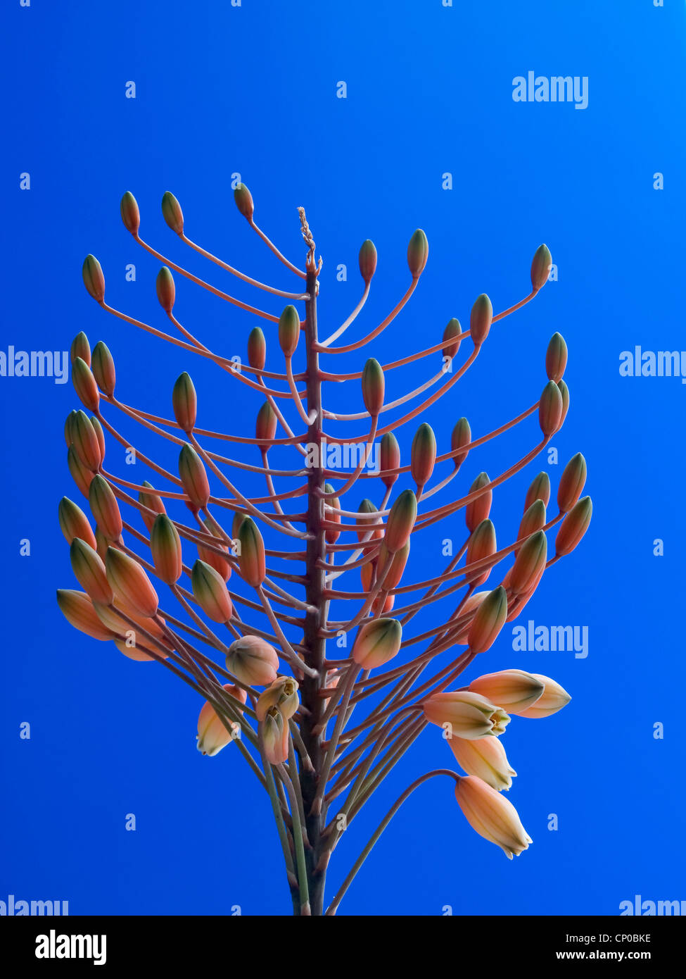 Raceme hi-res stock photography and images - Alamy