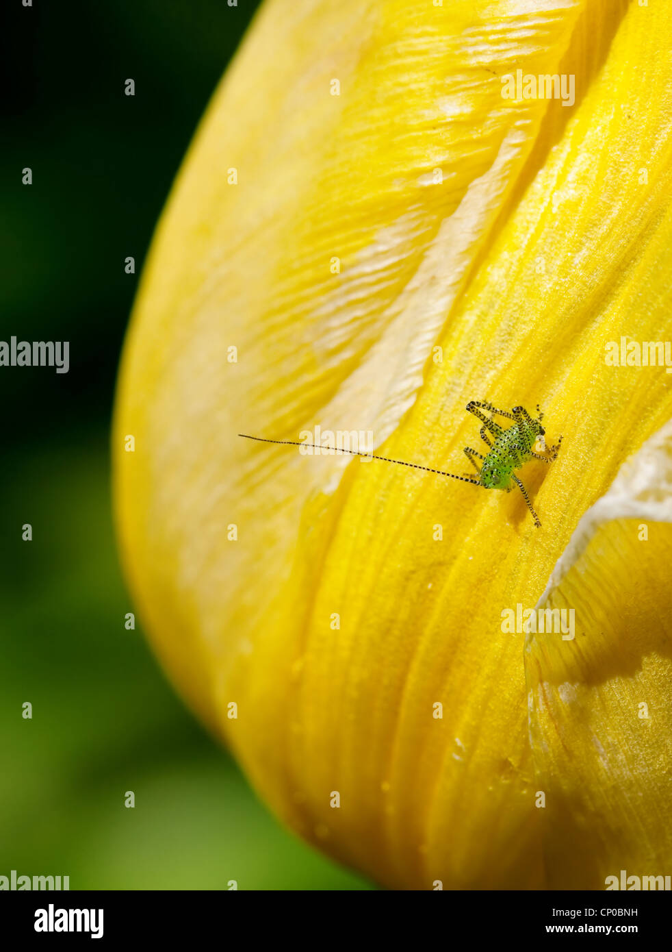 speckled bush cricket baby Stock Photo - Alamy