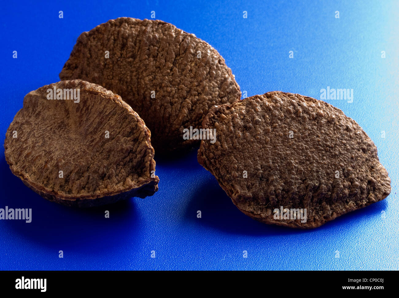 Three Brazil nuts on a blue background Stock Photo - Alamy