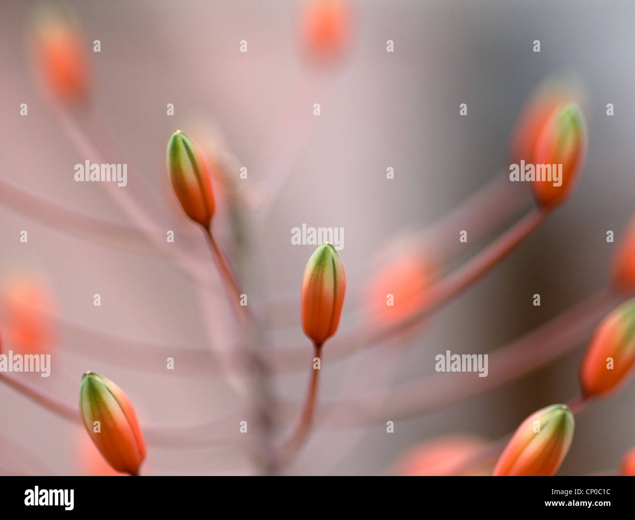 Raceme of flowers hi-res stock photography and images - Alamy
