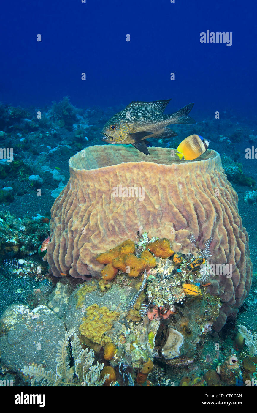 Sponge fish hi-res stock photography and images - Alamy