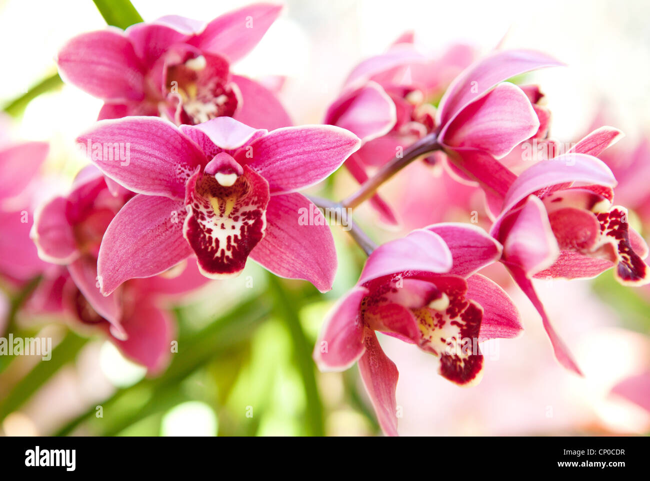 Orchids flowers macro in pink and soft in San Diego botanical garden ...