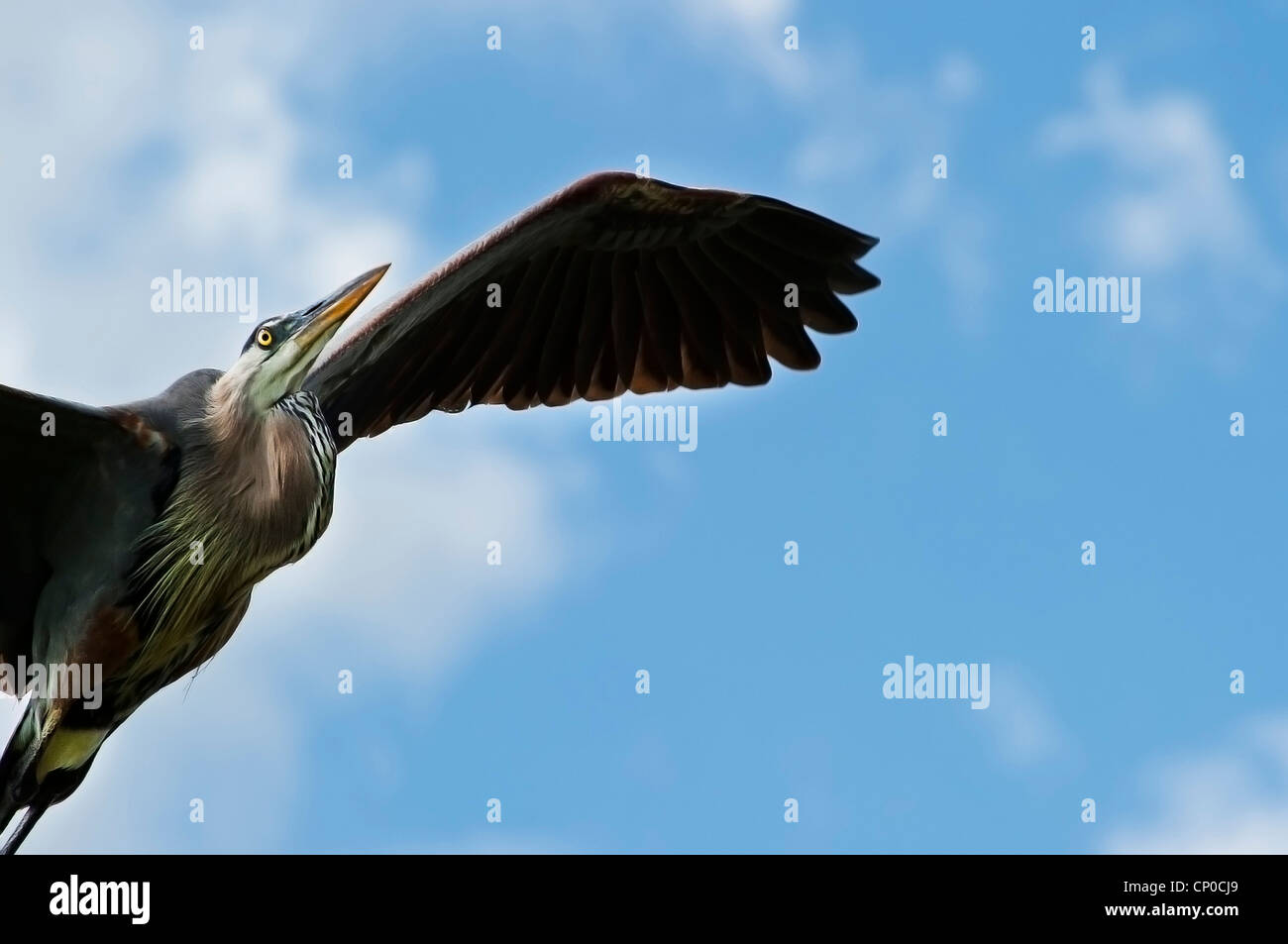 whistling duck shaking wings Stock Photo - Alamy
