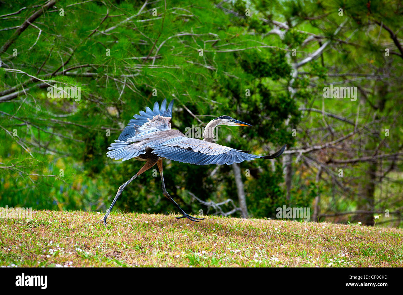Great Blue Heron angry walking fast Stock Photo - Alamy