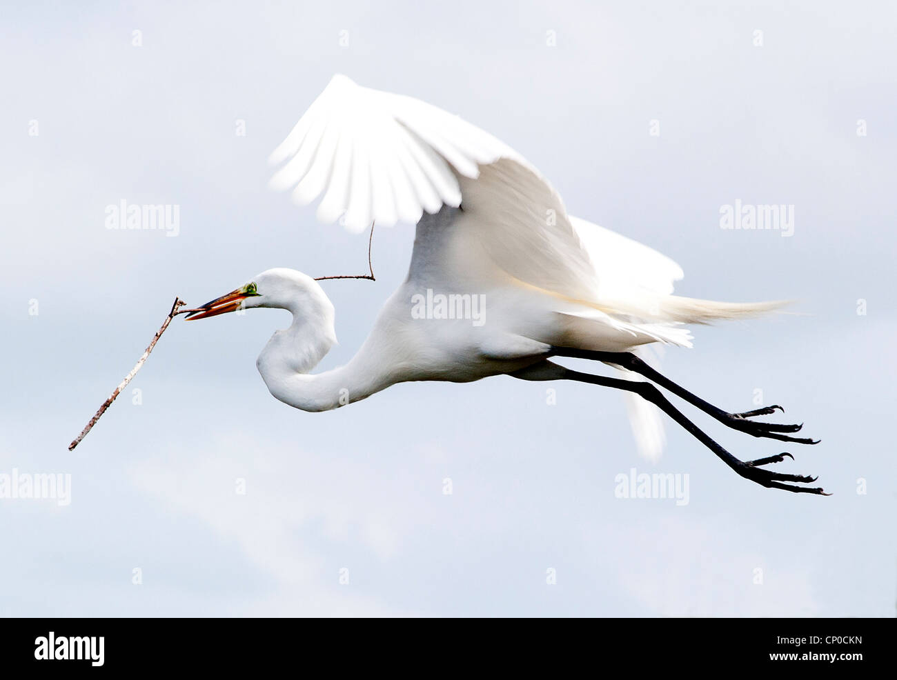 Great Egret in flight Stock Photo - Alamy