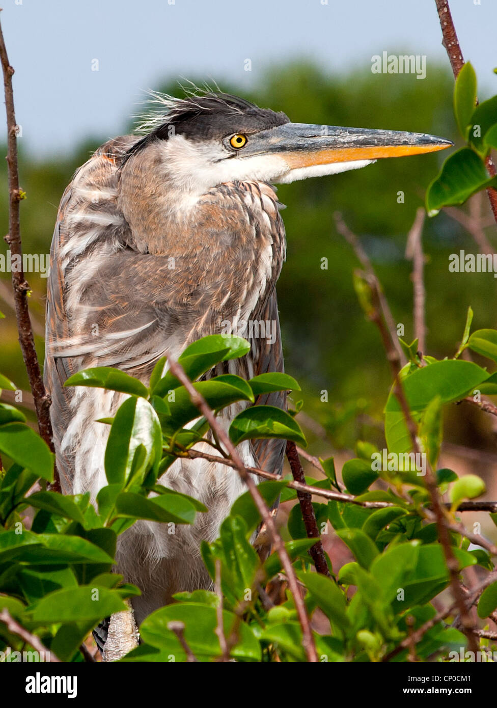 Juvenile Great Blue Heron Stock Photo - Alamy
