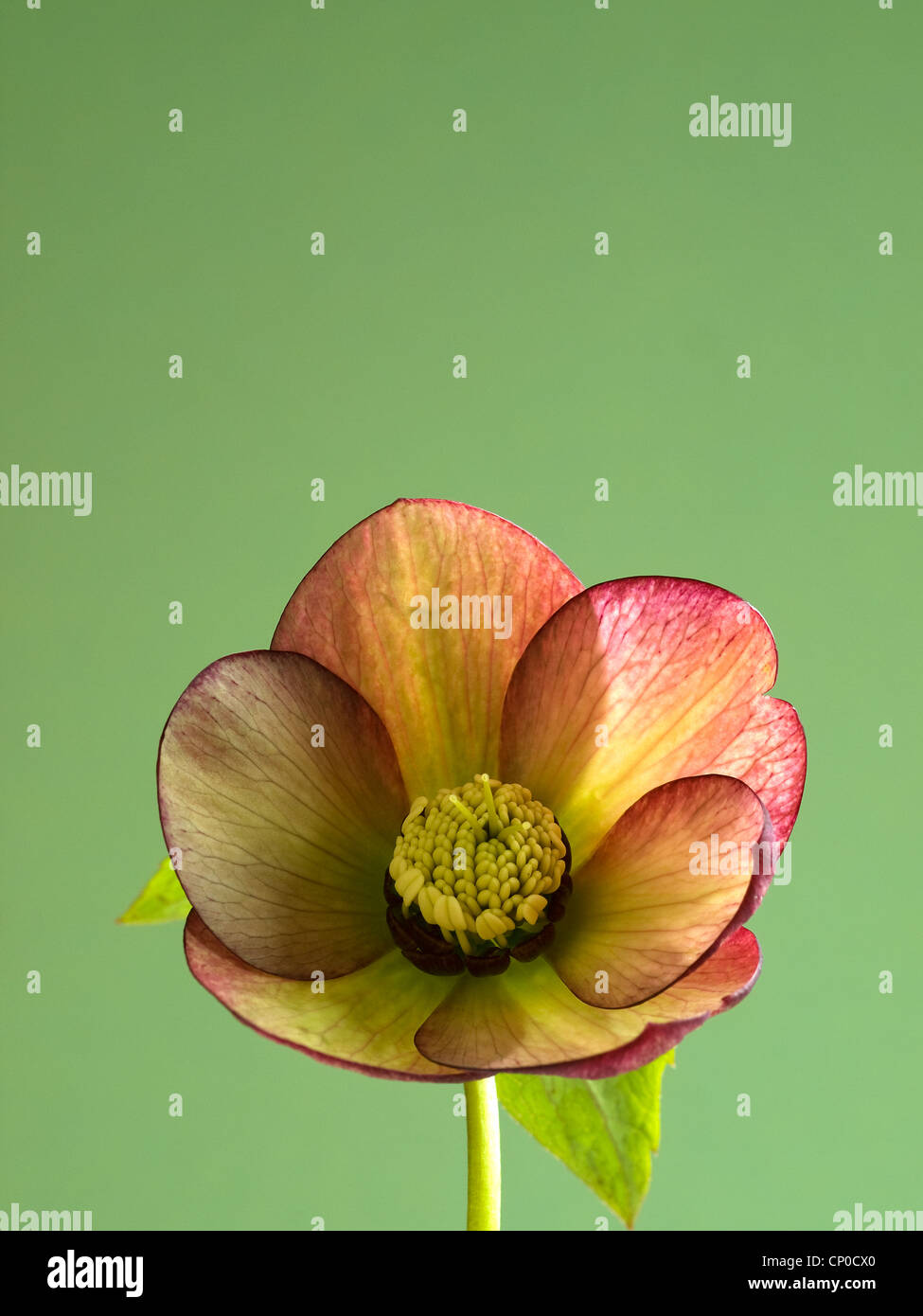 Single Hellebores flower against a green background Stock Photo - Alamy