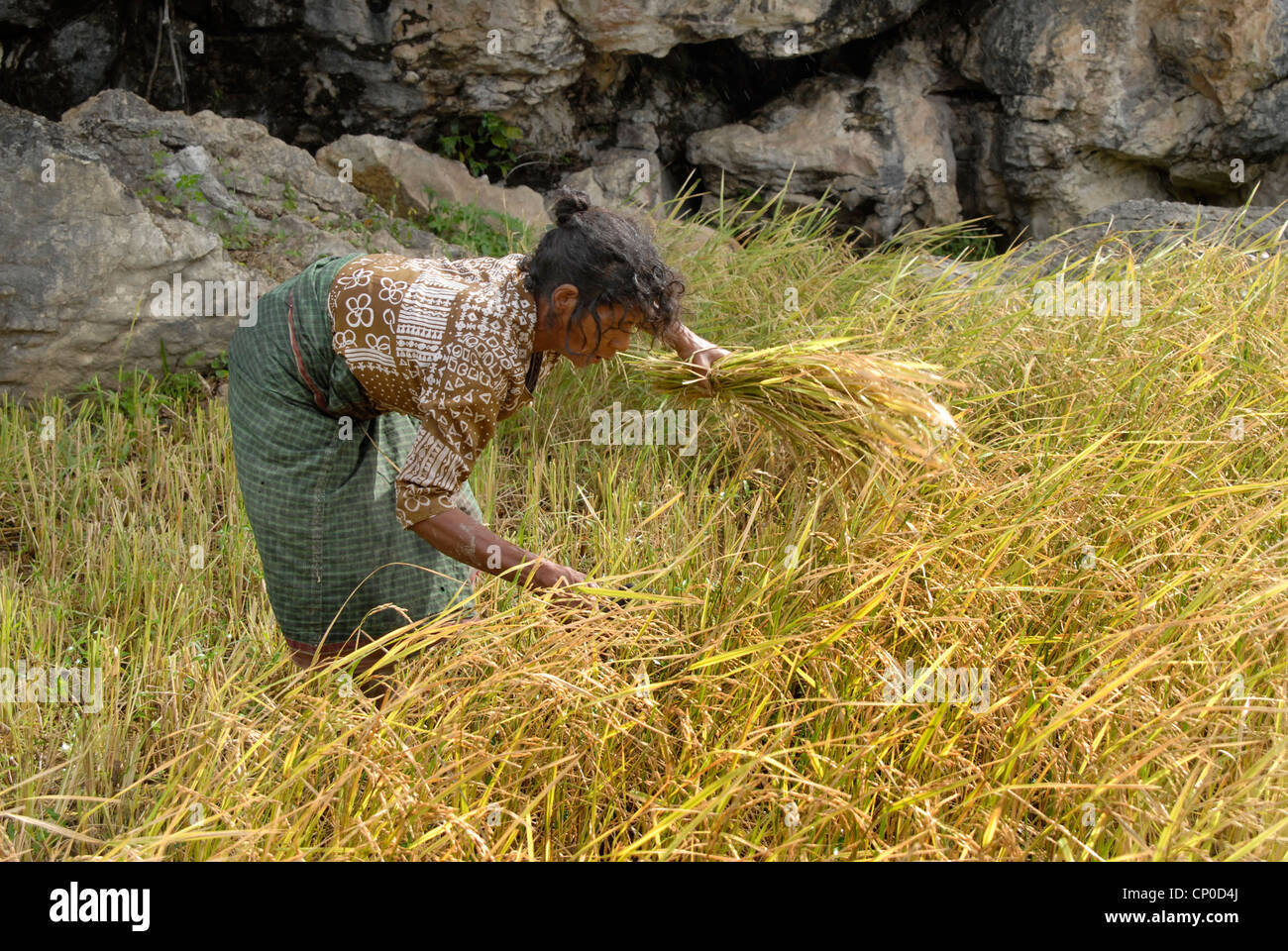 Timor leste agriculture hi-res stock photography and images - Alamy