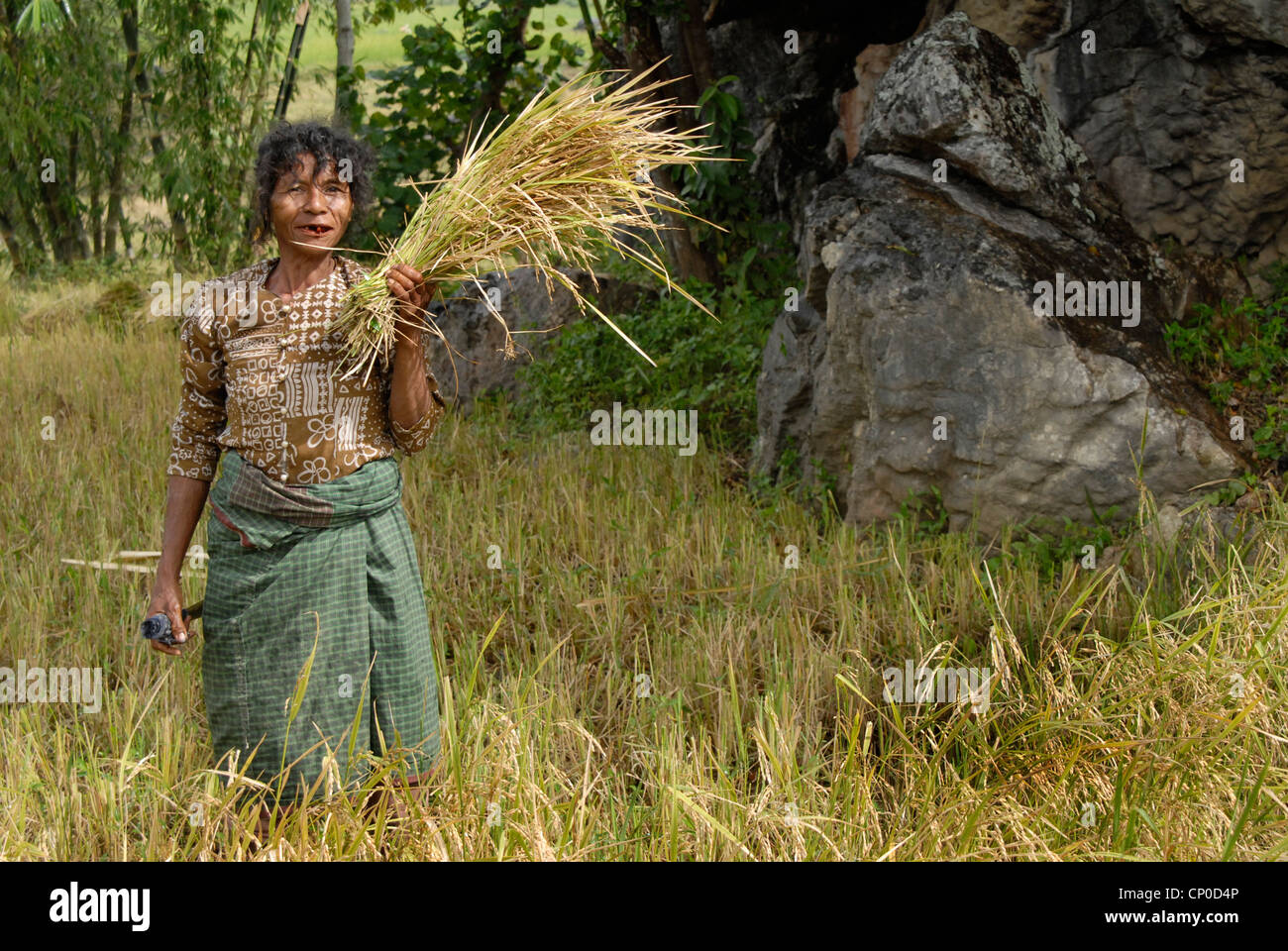 Timor leste agriculture hi-res stock photography and images - Alamy