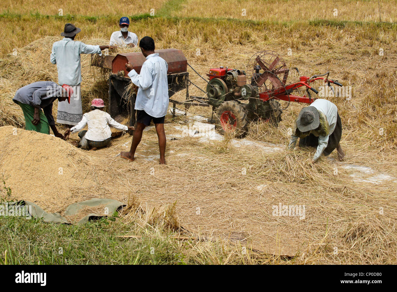 Men Threshing High Resolution Stock Photography and Images - Alamy