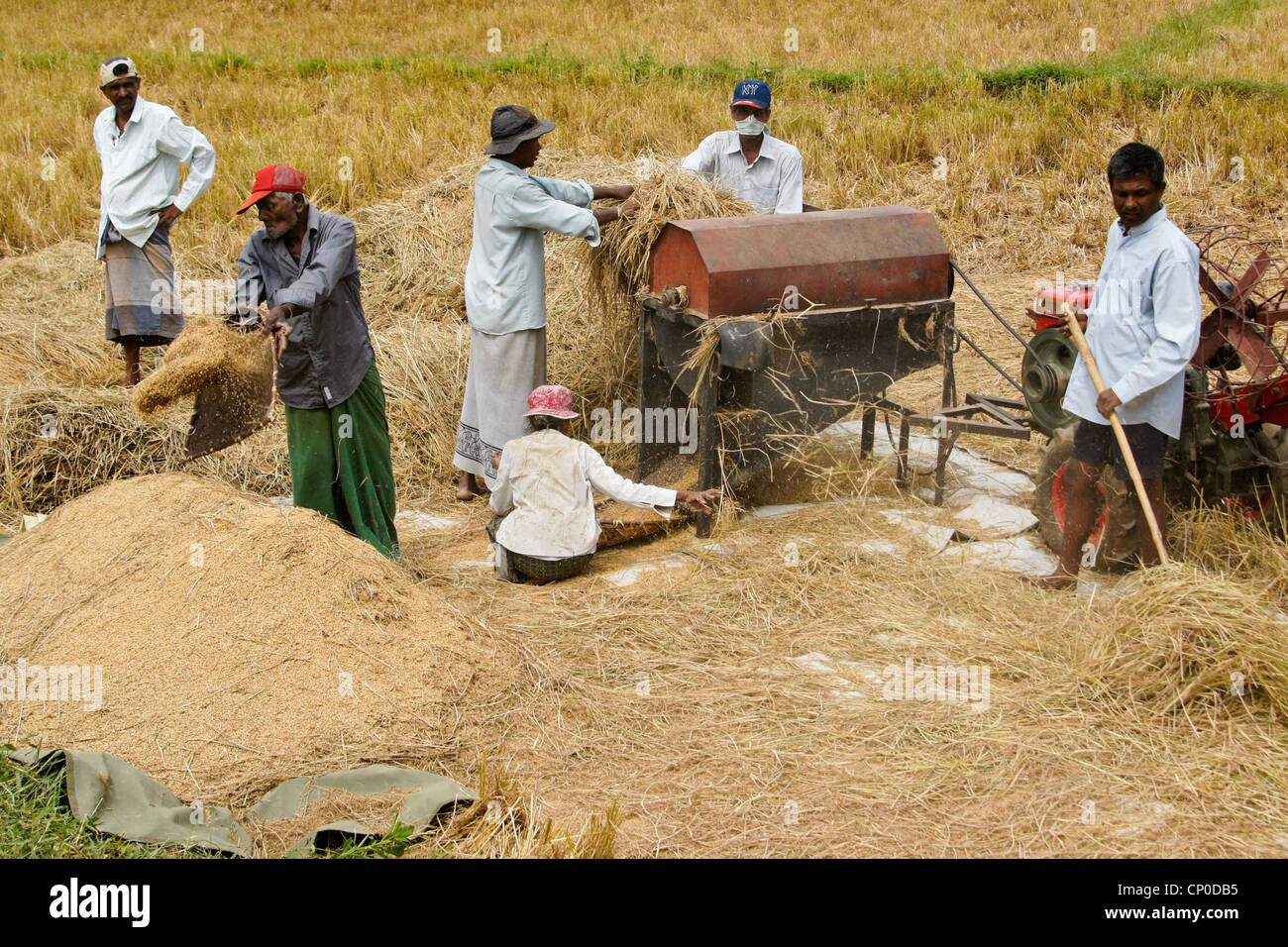 Farmers threshing rice, Sri Lanka Stock Photo - Alamy
