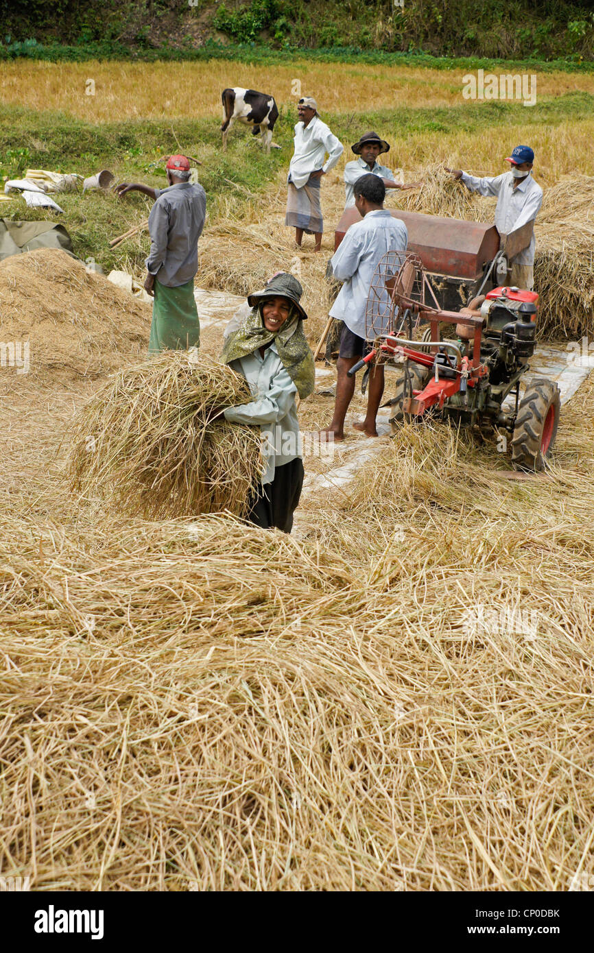 Farmers threshing rice, Sri Lanka Stock Photo - Alamy