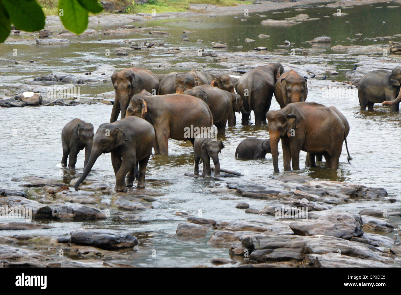 Asian elephants in the rain, Pinnawala Elephant Orphanage, Kegalle, Sri ...