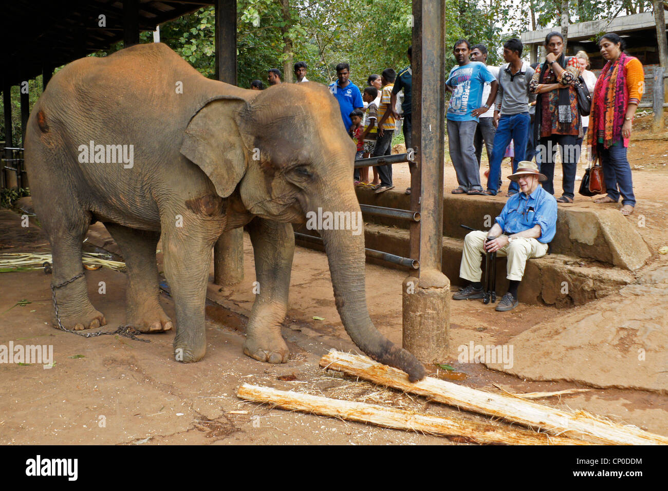 Elephant leg hi-res stock photography and images - Alamy
