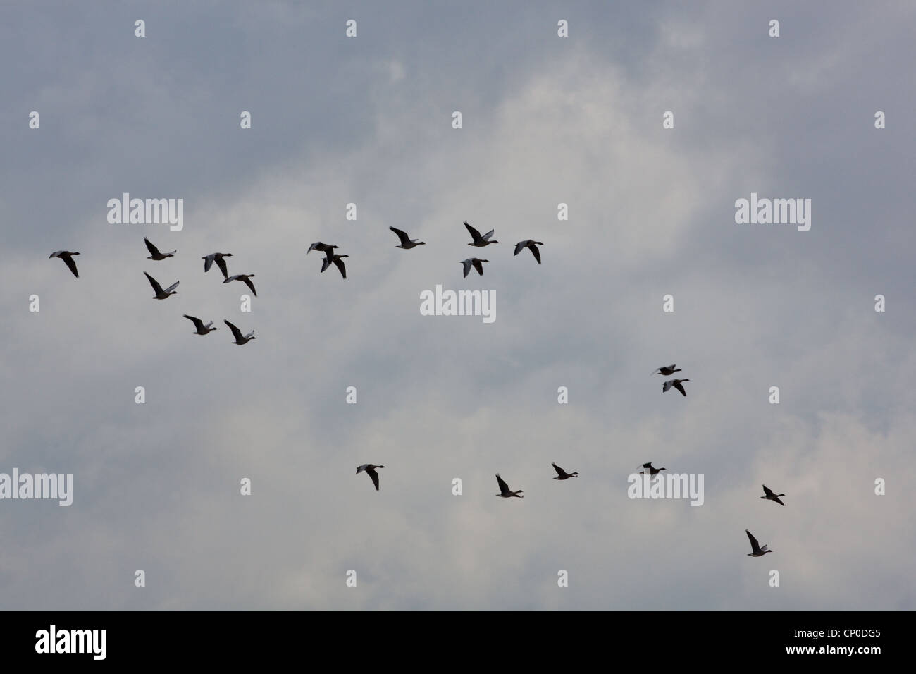 Pink-footed Geese (Anser brachyrhynchus). Skein leaving overnight roost ...