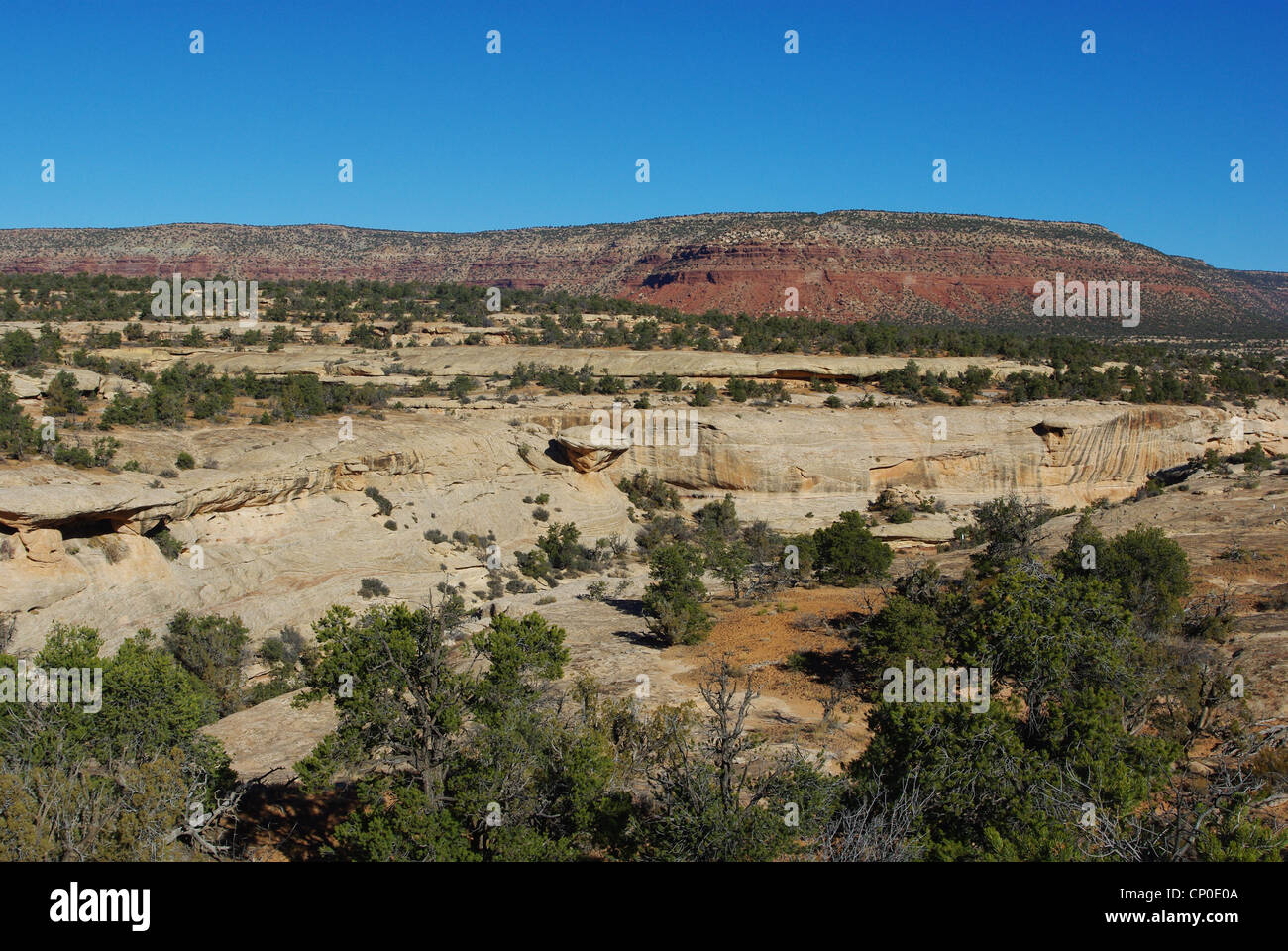 White Canyon and red rocks, Utah Stock Photo - Alamy