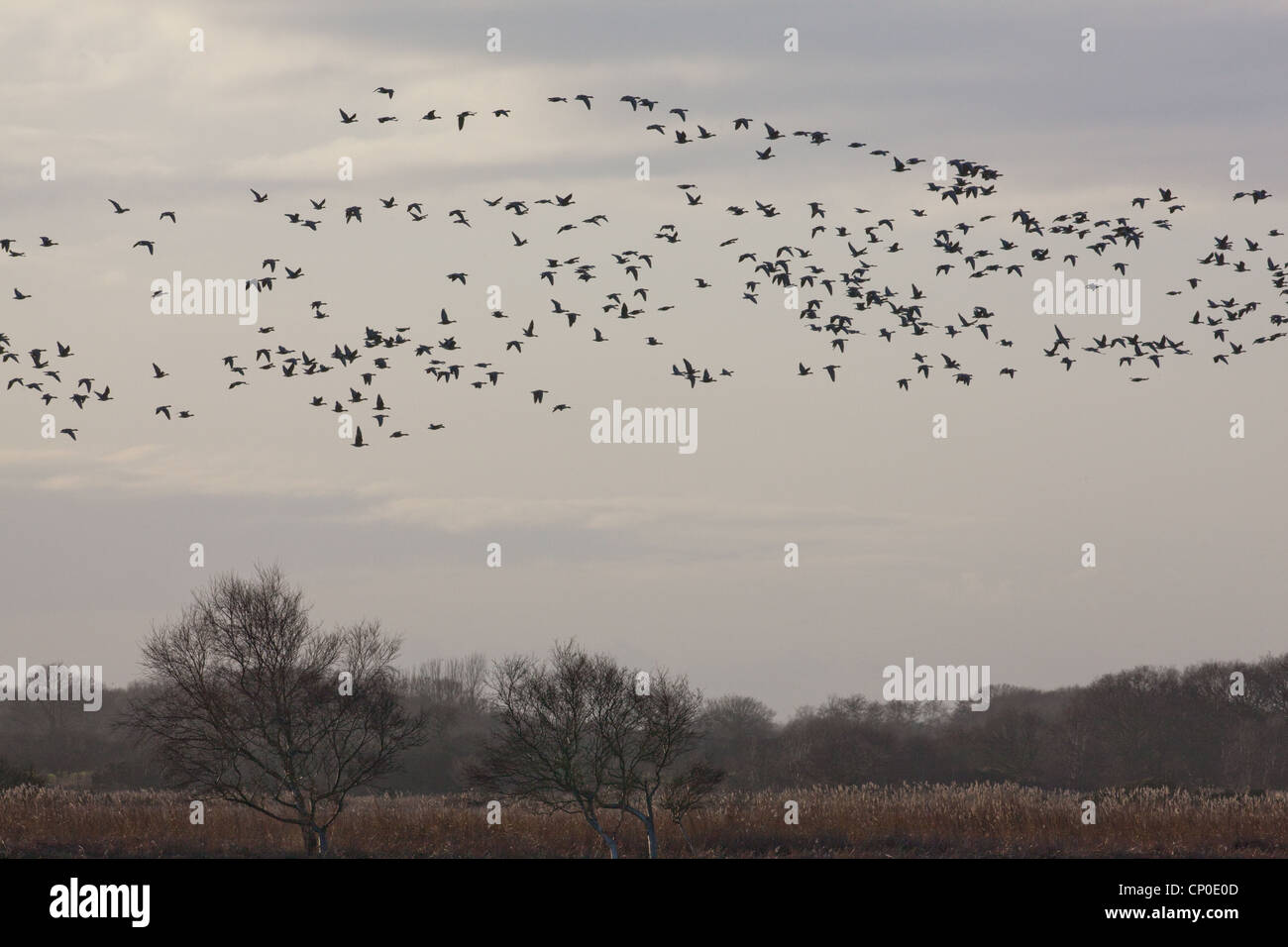Pink-footed Geese (Anser brachyrhynchus). Disturbed, flying over ...