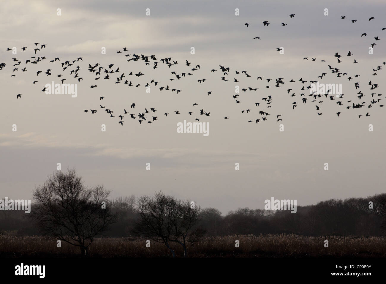 Martham broad hi-res stock photography and images - Alamy