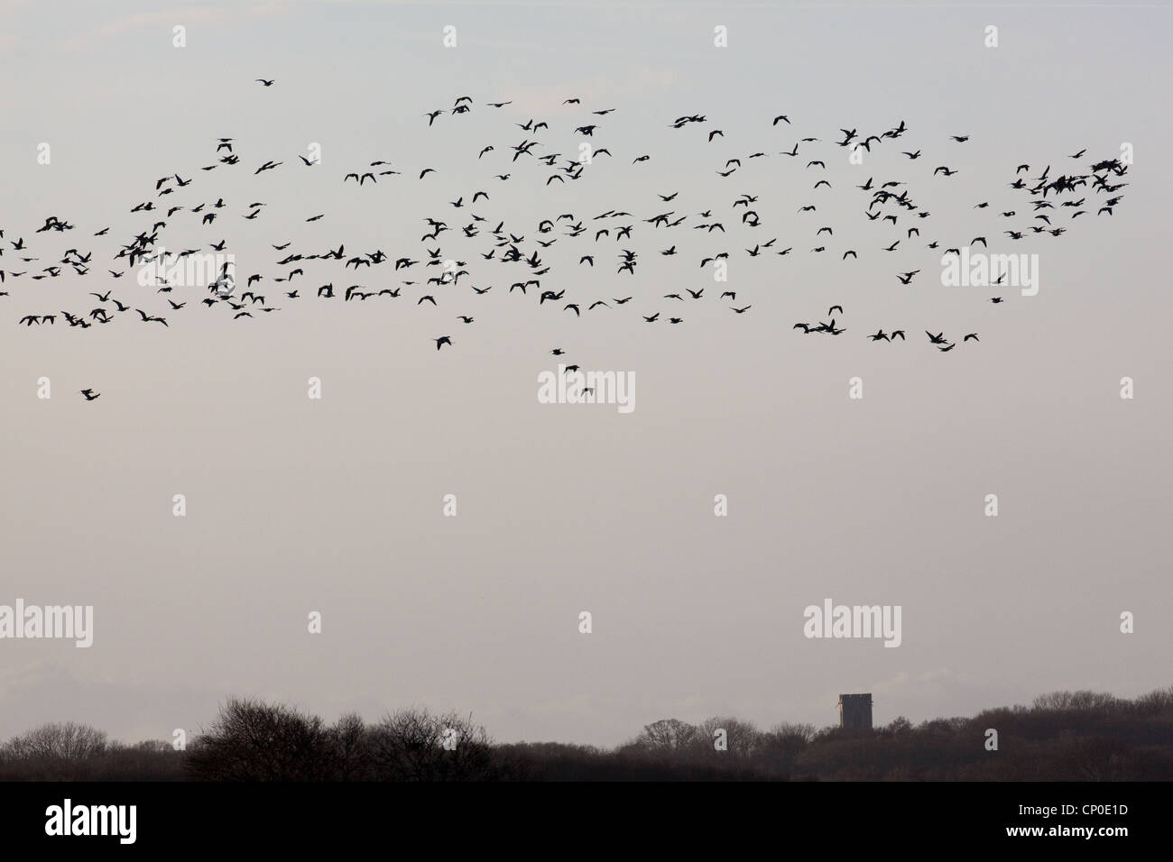 Pink-footed Geese (Anser brachyrhynchus). Disturbed, flying over Waxham ...