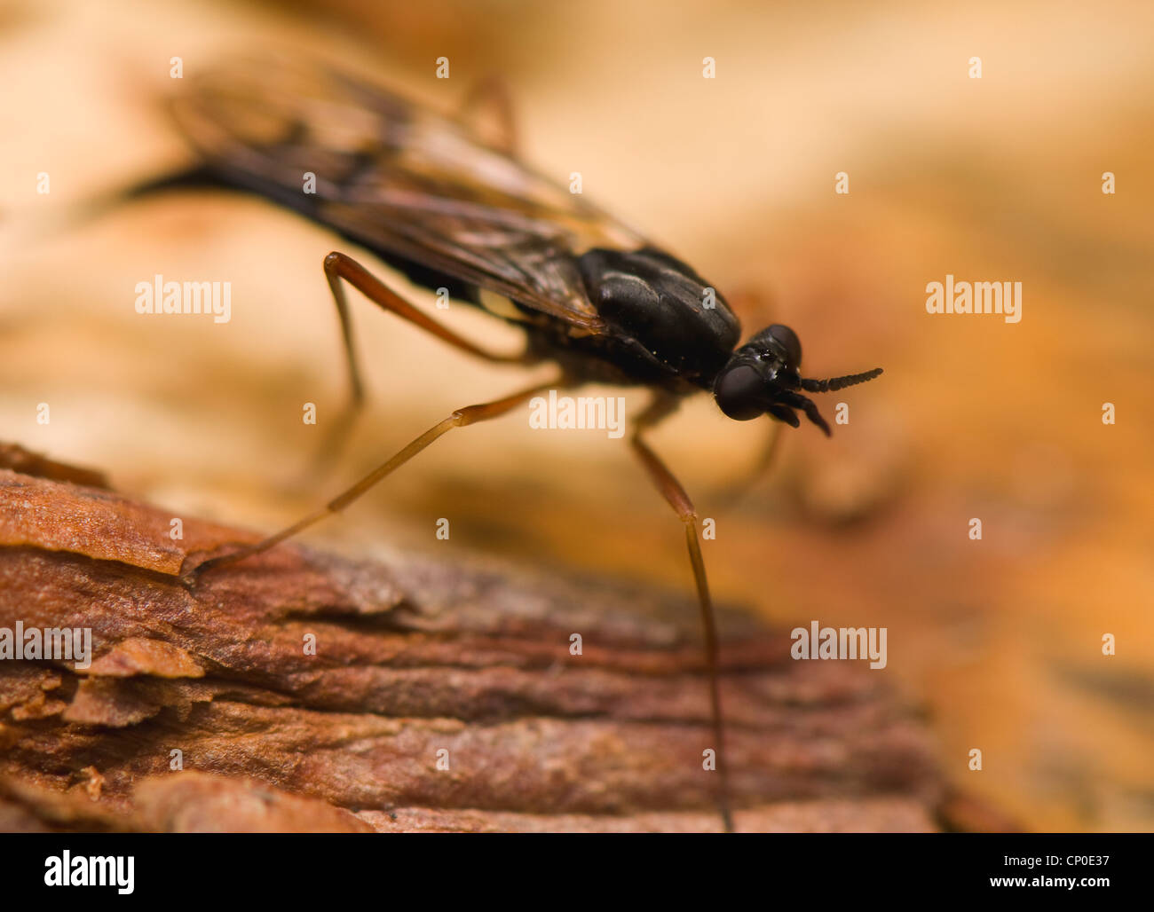 Hymenoptera wasp Ichneumonidae Stock Photo - Alamy